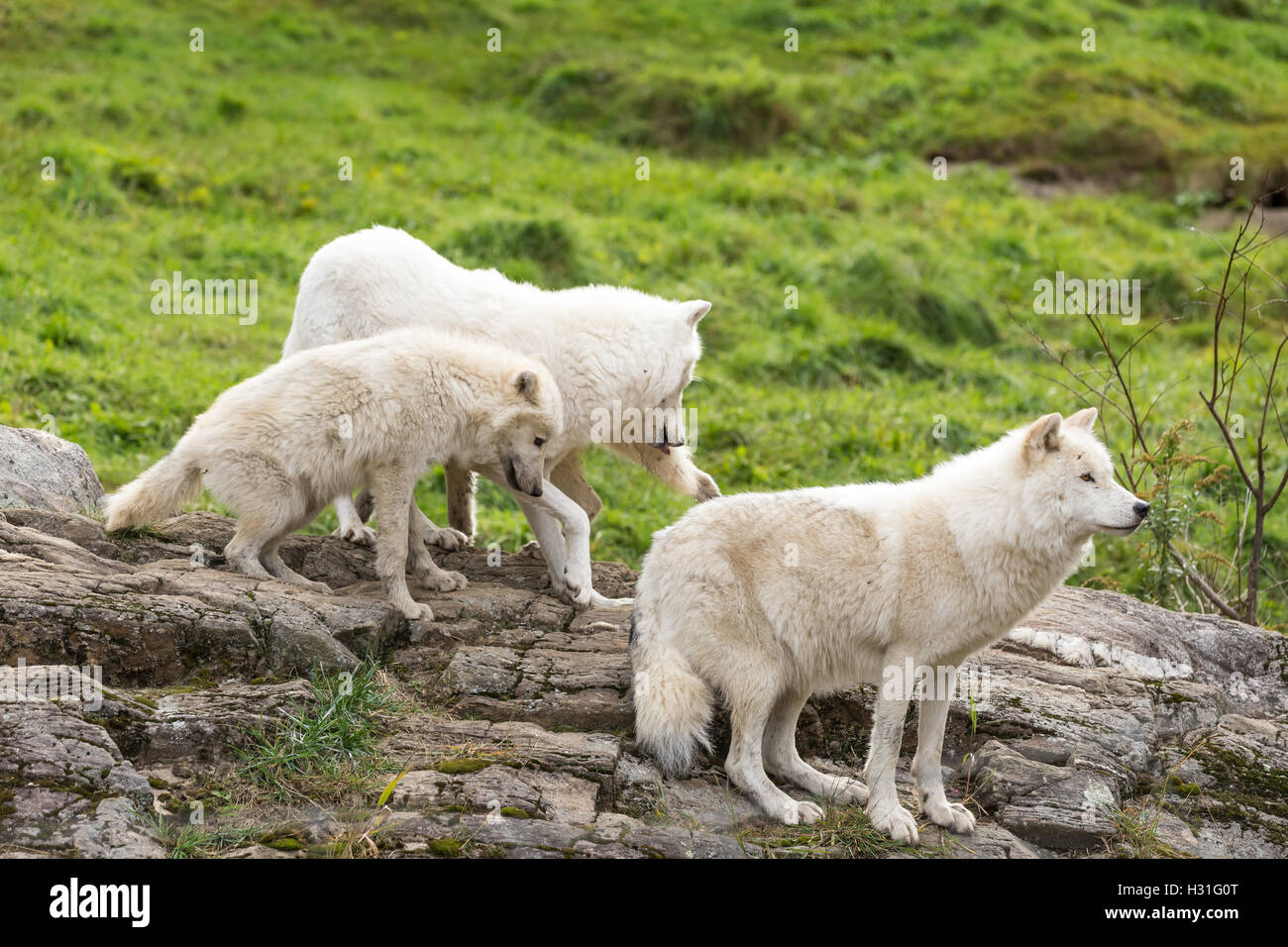 Arctic wolf in the fall forest Stock Photo - Alamy