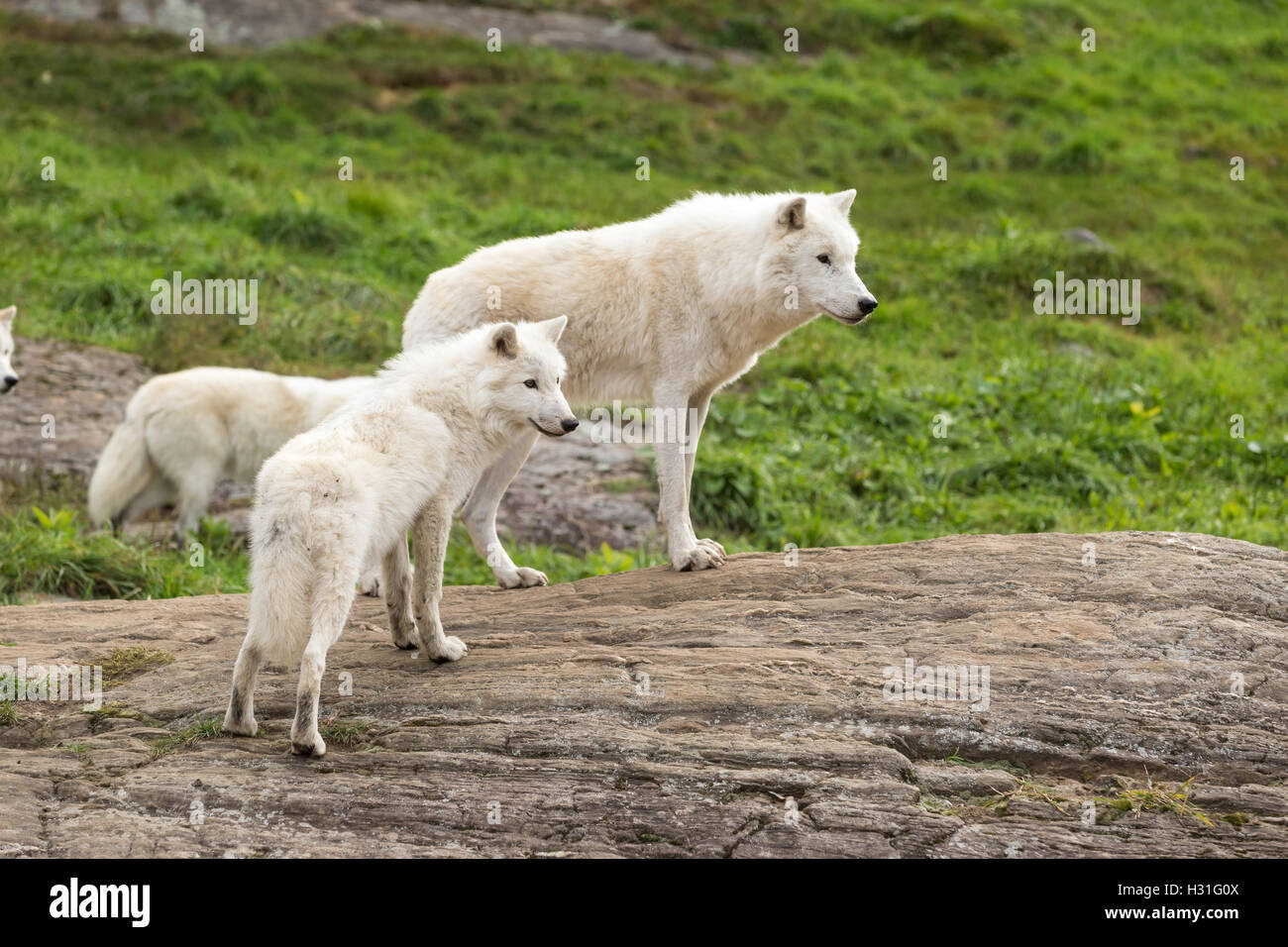 Arctic wolf in the fall forest Stock Photo - Alamy