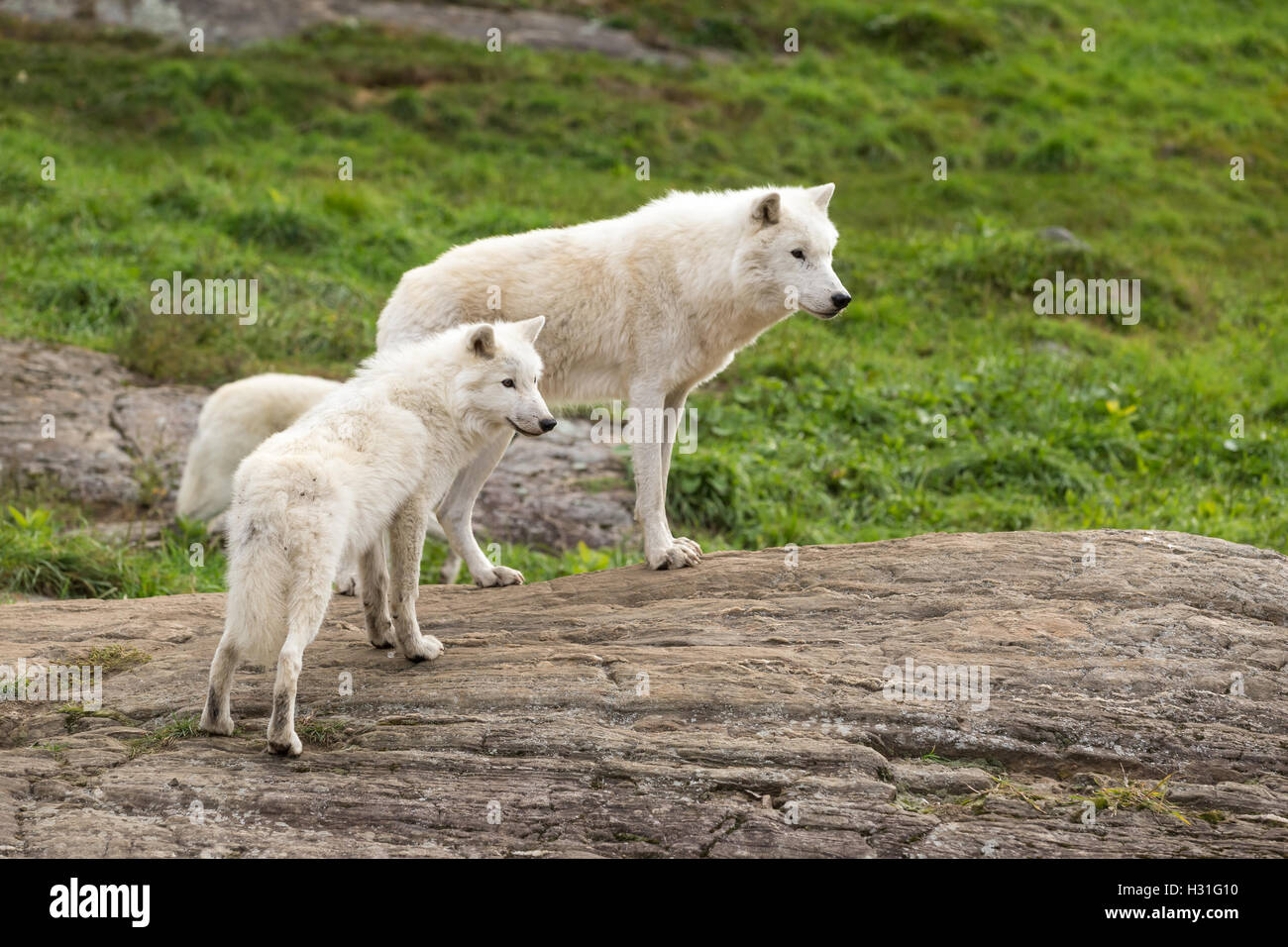 Arctic wolf in the fall forest Stock Photo - Alamy