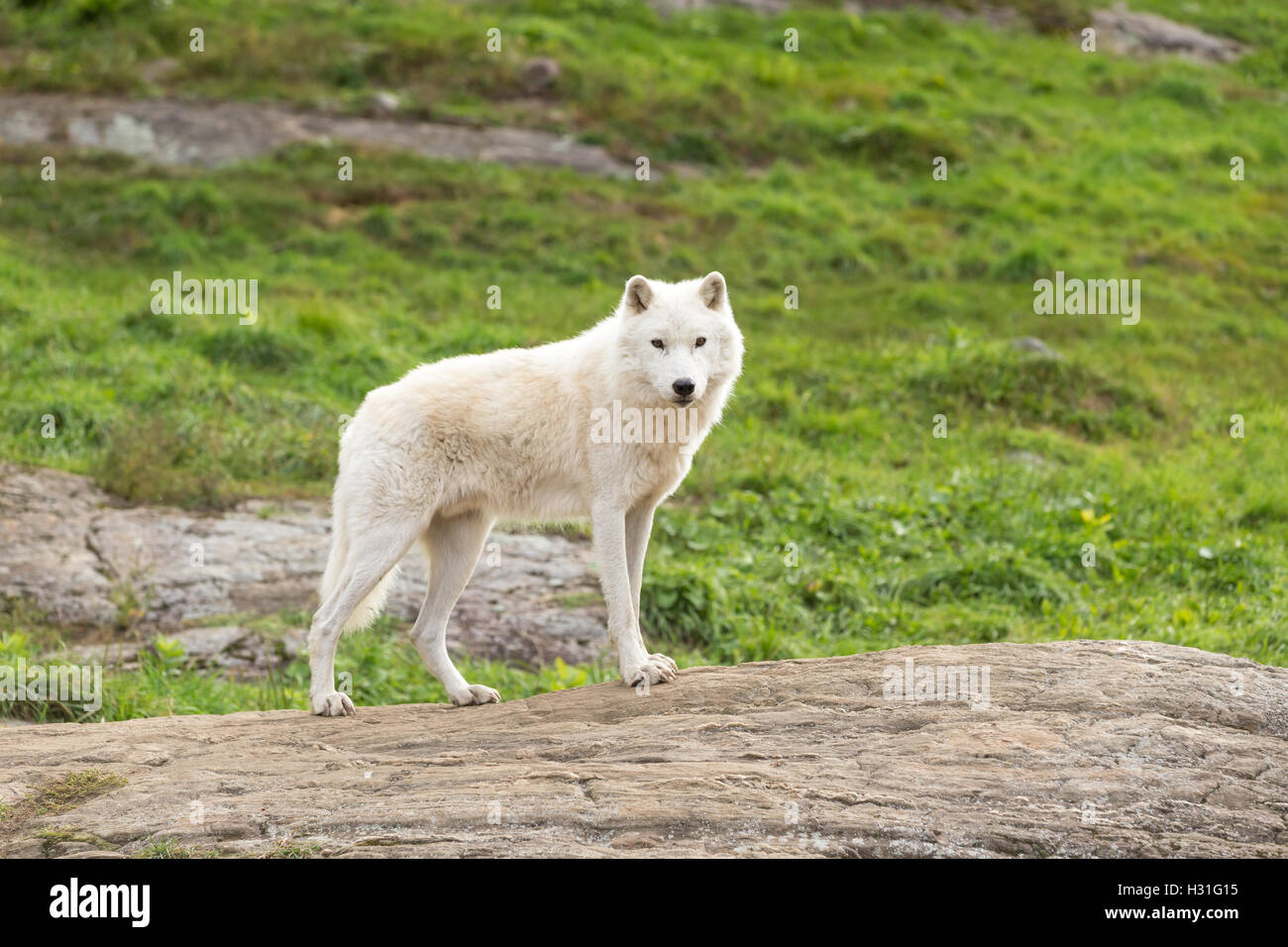 Arctic wolf in the fall forest Stock Photo - Alamy