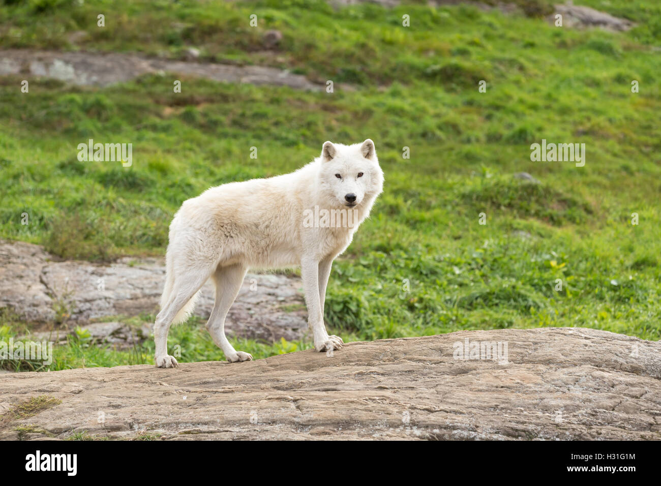 Arctic wolf in the fall forest Stock Photo - Alamy