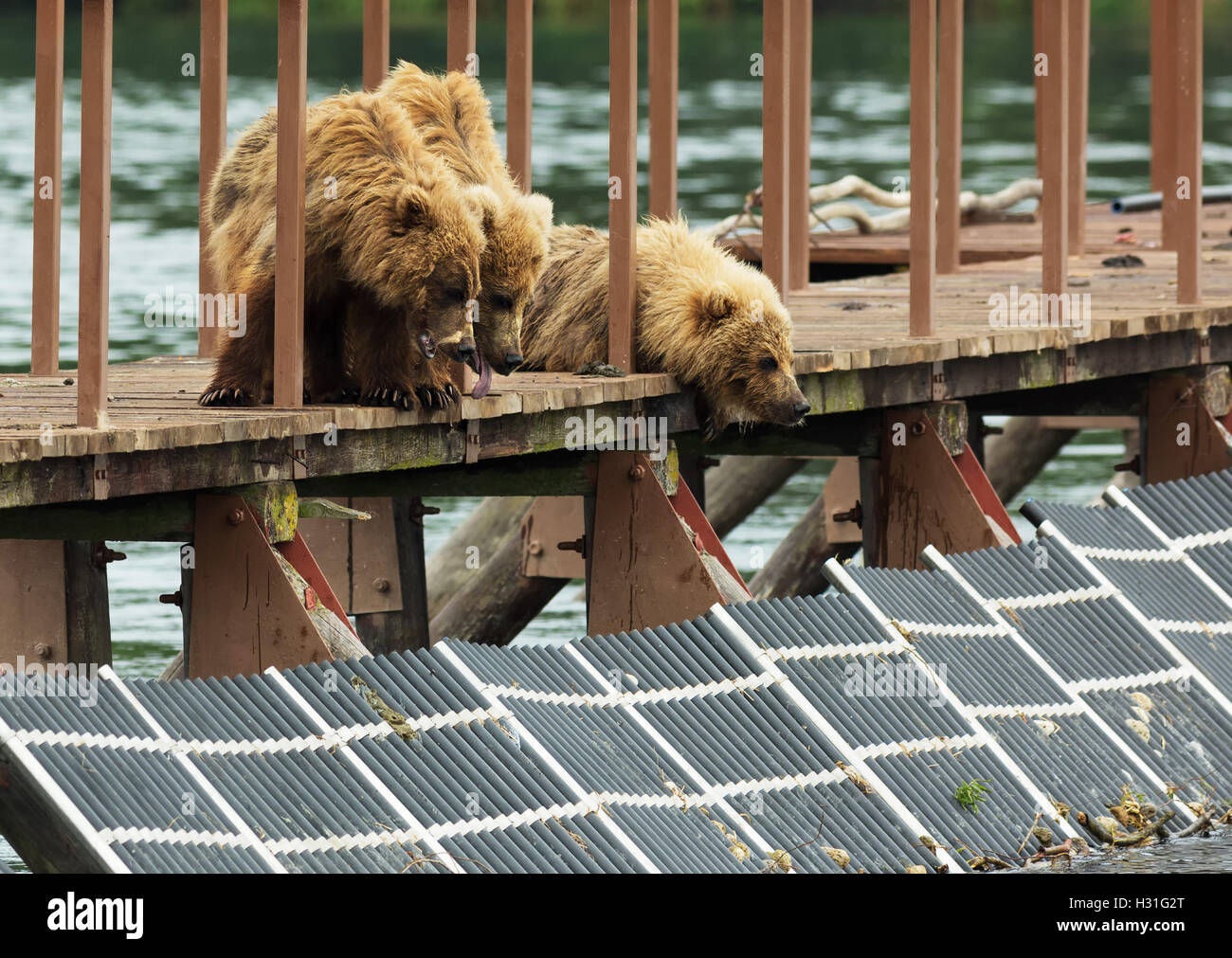 Three little brown bear cub on fence to account for fish. Kurile Lake ...