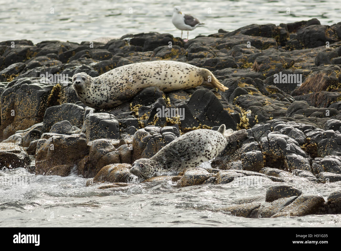 Texel island seals hi-res stock photography and images - Alamy