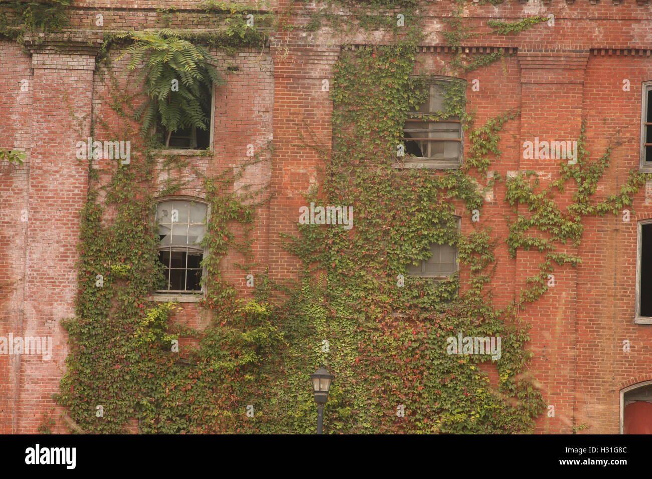 Vines On Brick Wall High Resolution Stock Photography and Images - Alamy