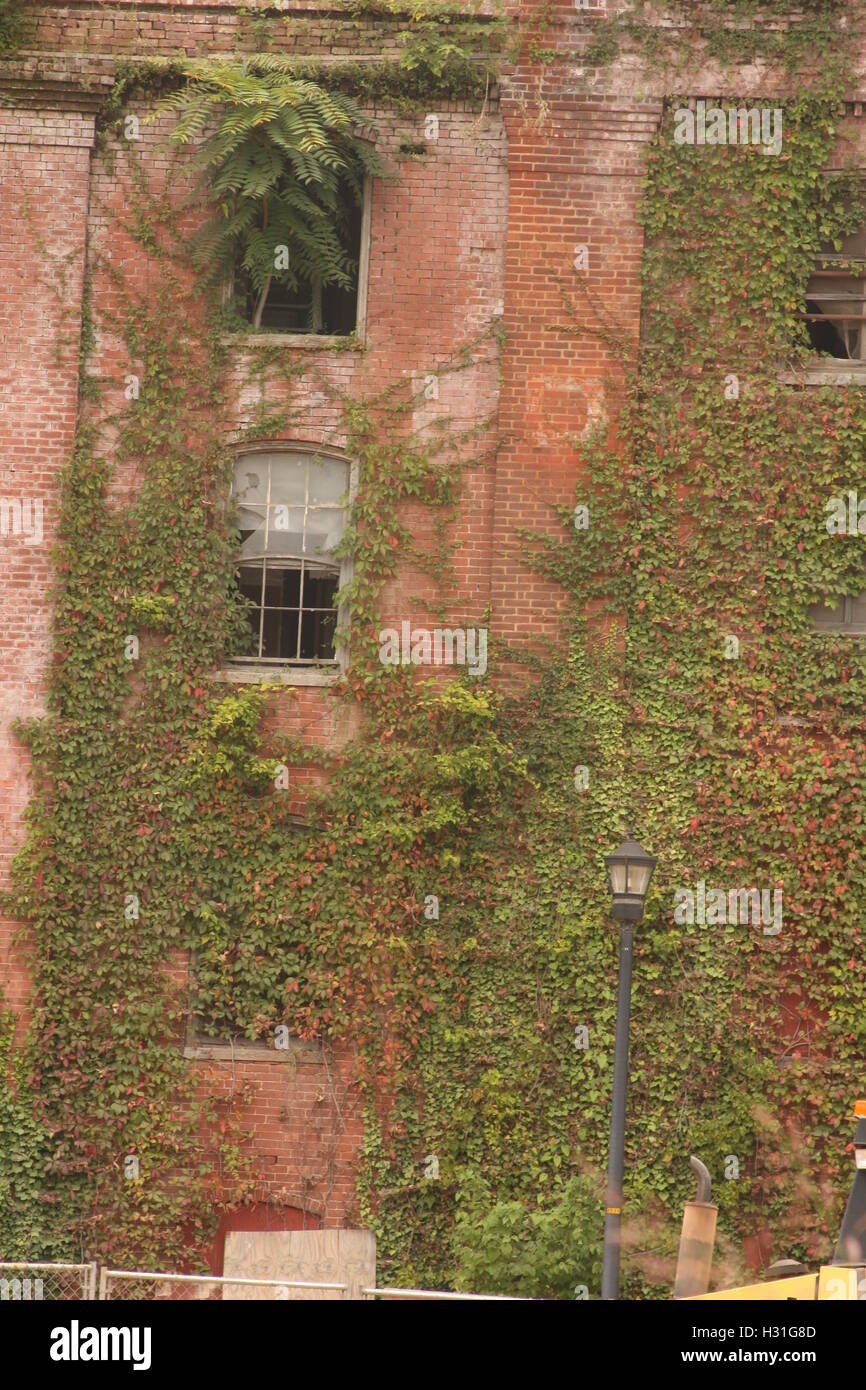 Vines On Brick Wall High Resolution Stock Photography and Images - Alamy
