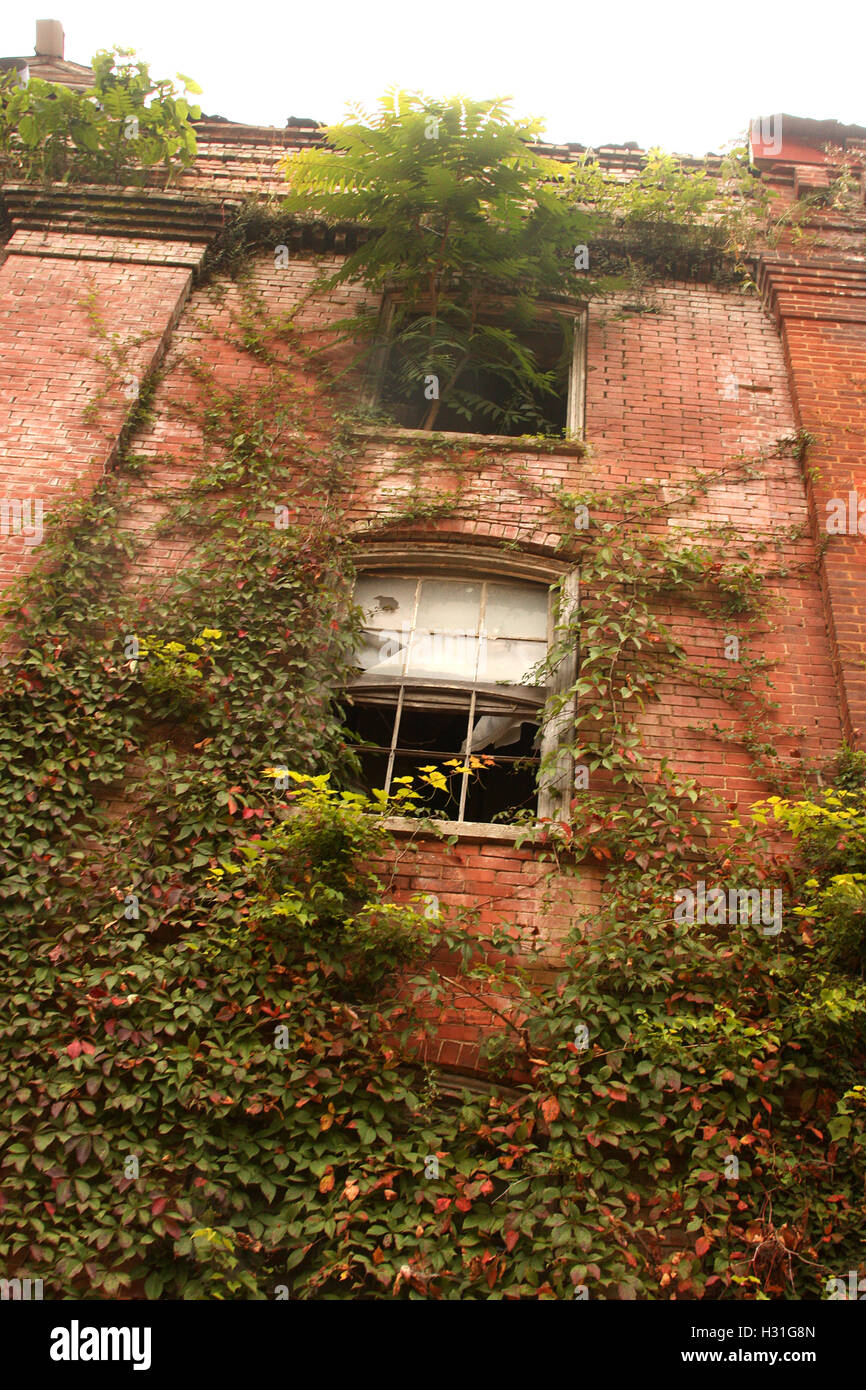 Vines On Brick Wall High Resolution Stock Photography and Images - Alamy