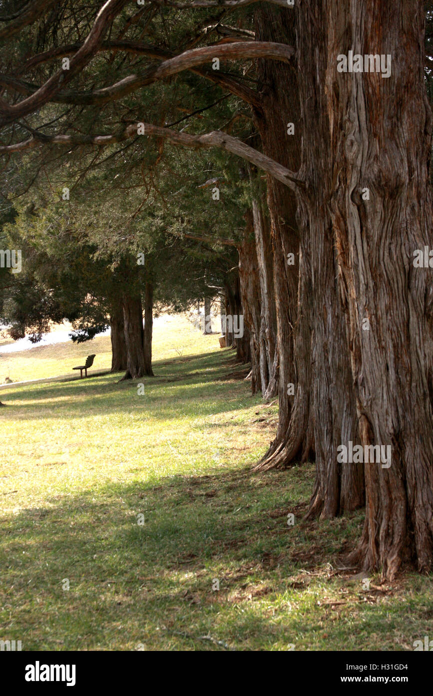 Sit surrounded by trees hi-res stock photography and images - Alamy