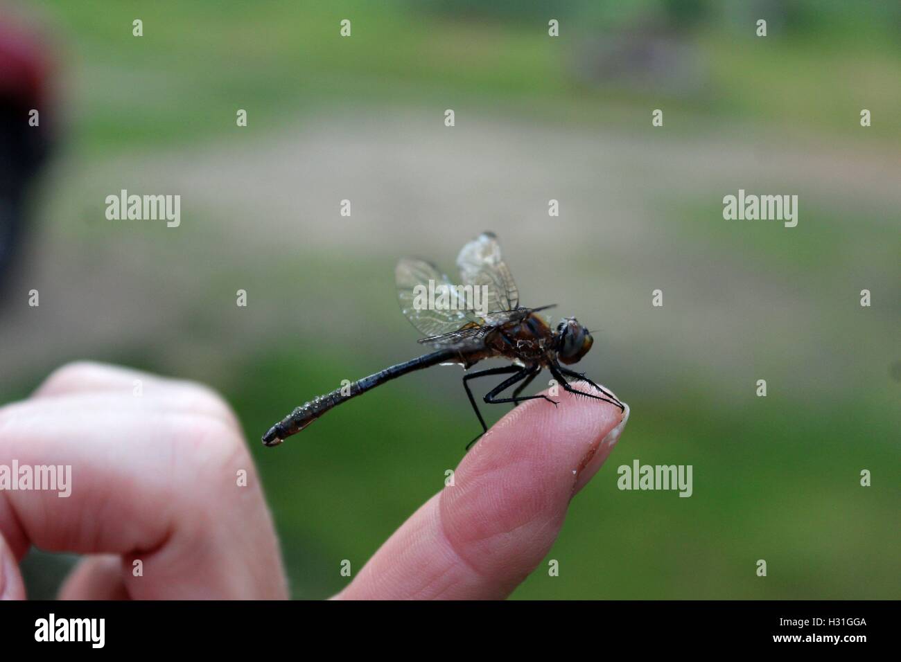 Dragonfly Drying Off After Being Rescued From The Dog's Water Dish Stock Photo - Alamy