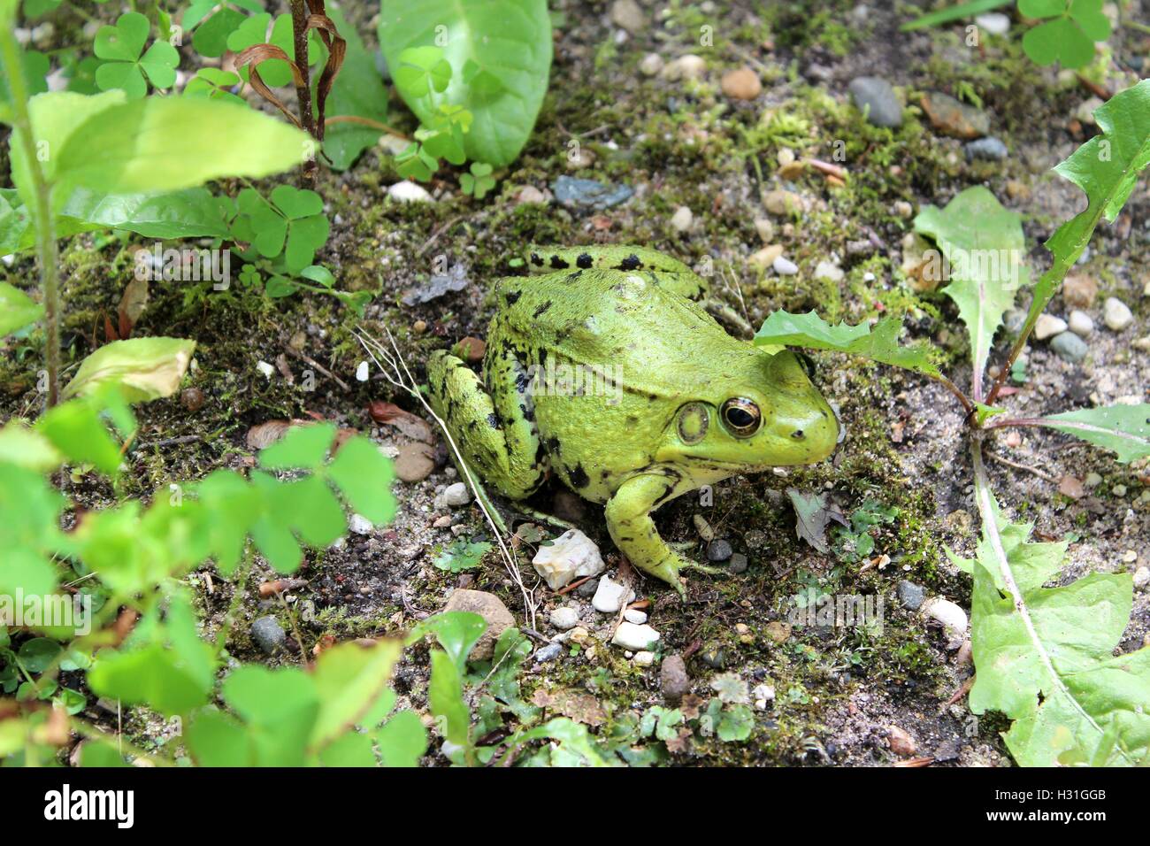 Frog weird eyes hi-res stock photography and images - Alamy