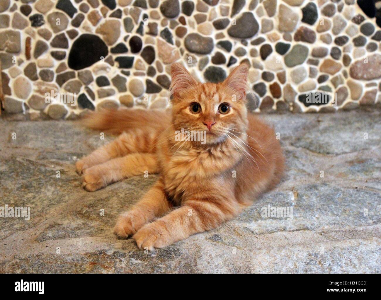 Orange Kitten on a Hearth Stock Photo - Alamy
