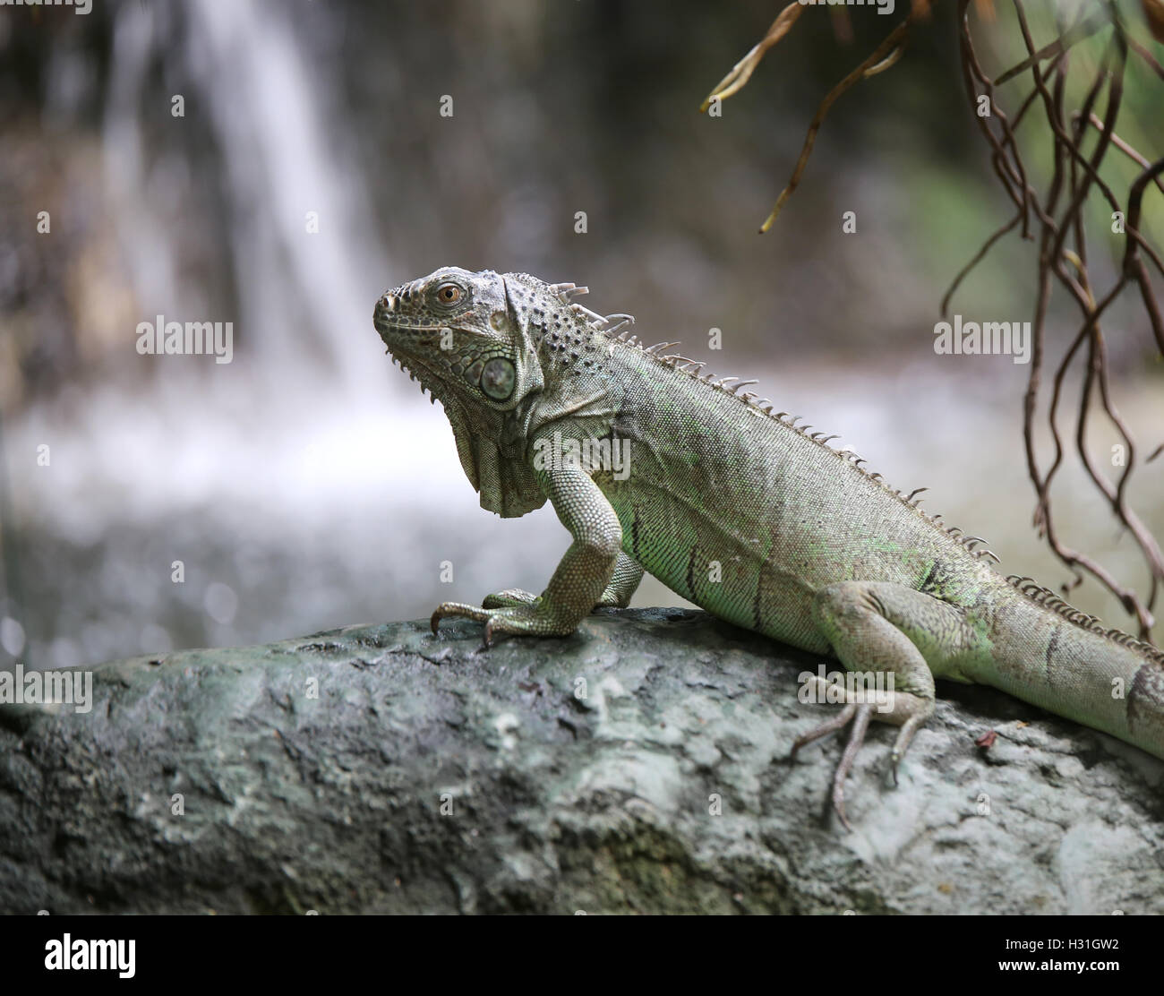 green iguana with long legs near the waterfall in the forest Stock ...
