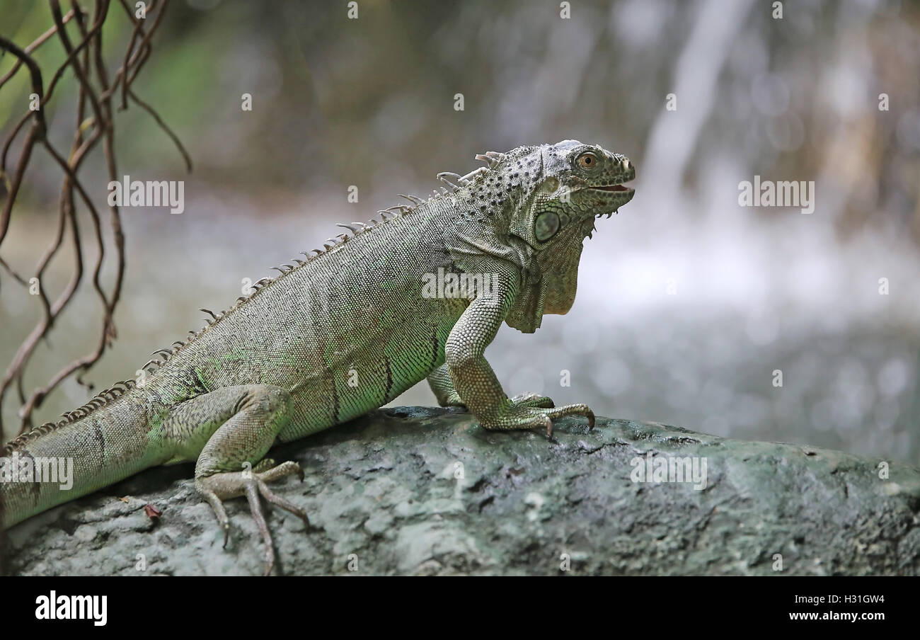 large green iguana with long legs near the waterfall of forest Stock ...