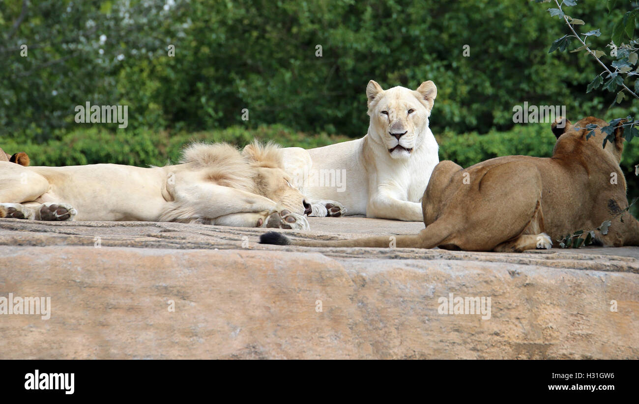 White lioness hi-res stock photography and images - Alamy