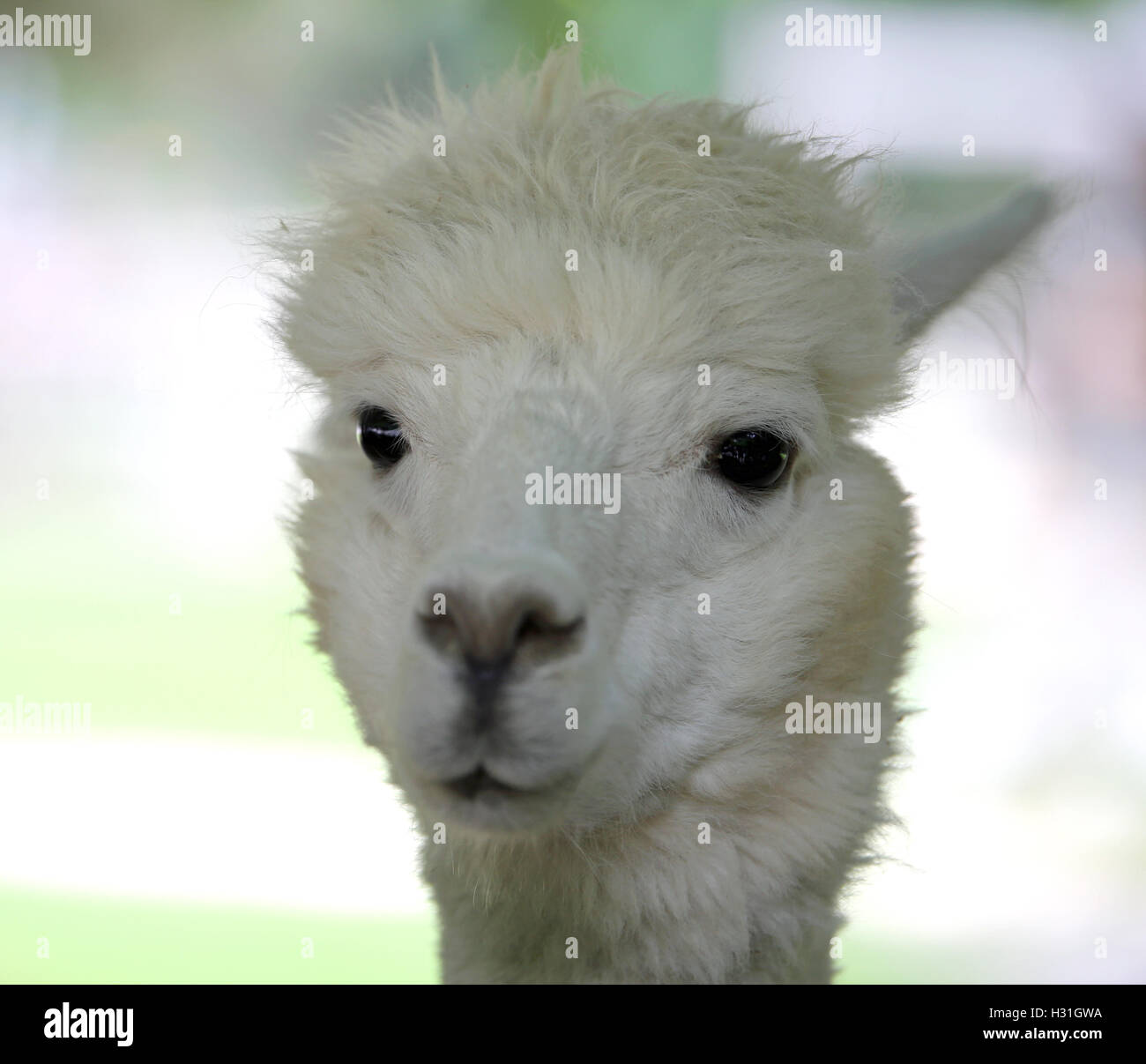 cute muzzle of a young llama with white fur Stock Photo - Alamy