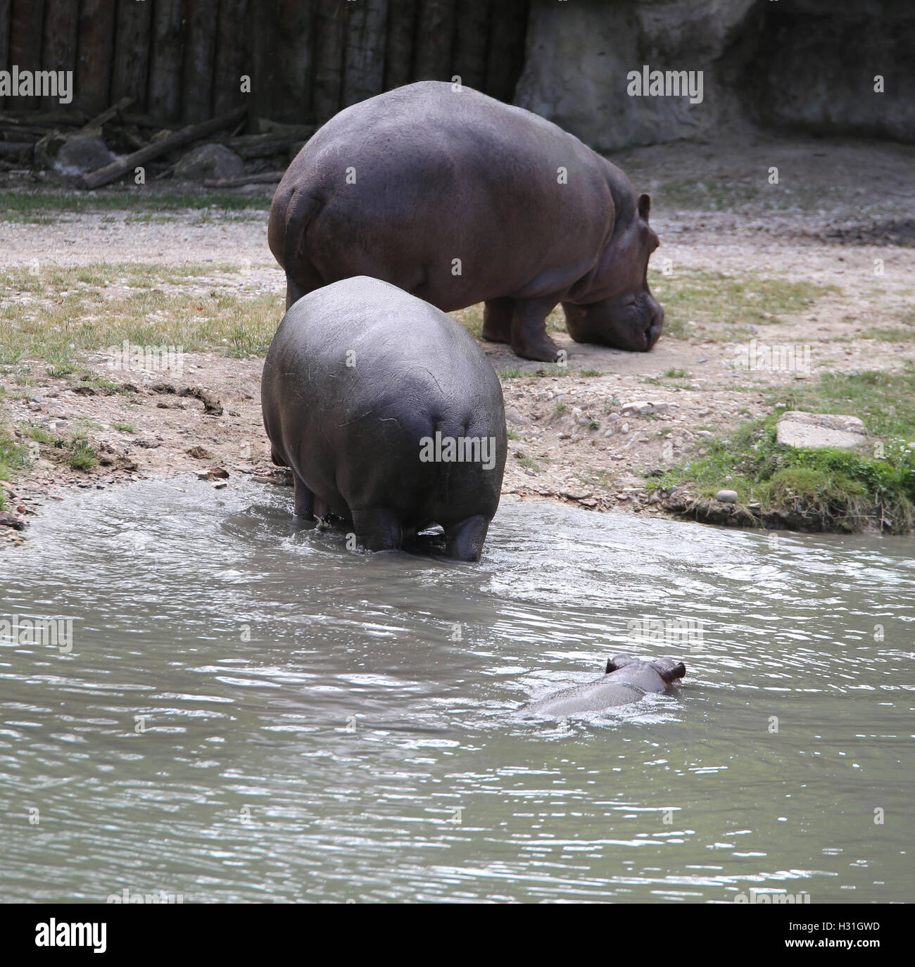 Hippo pond hi-res stock photography and images - Alamy