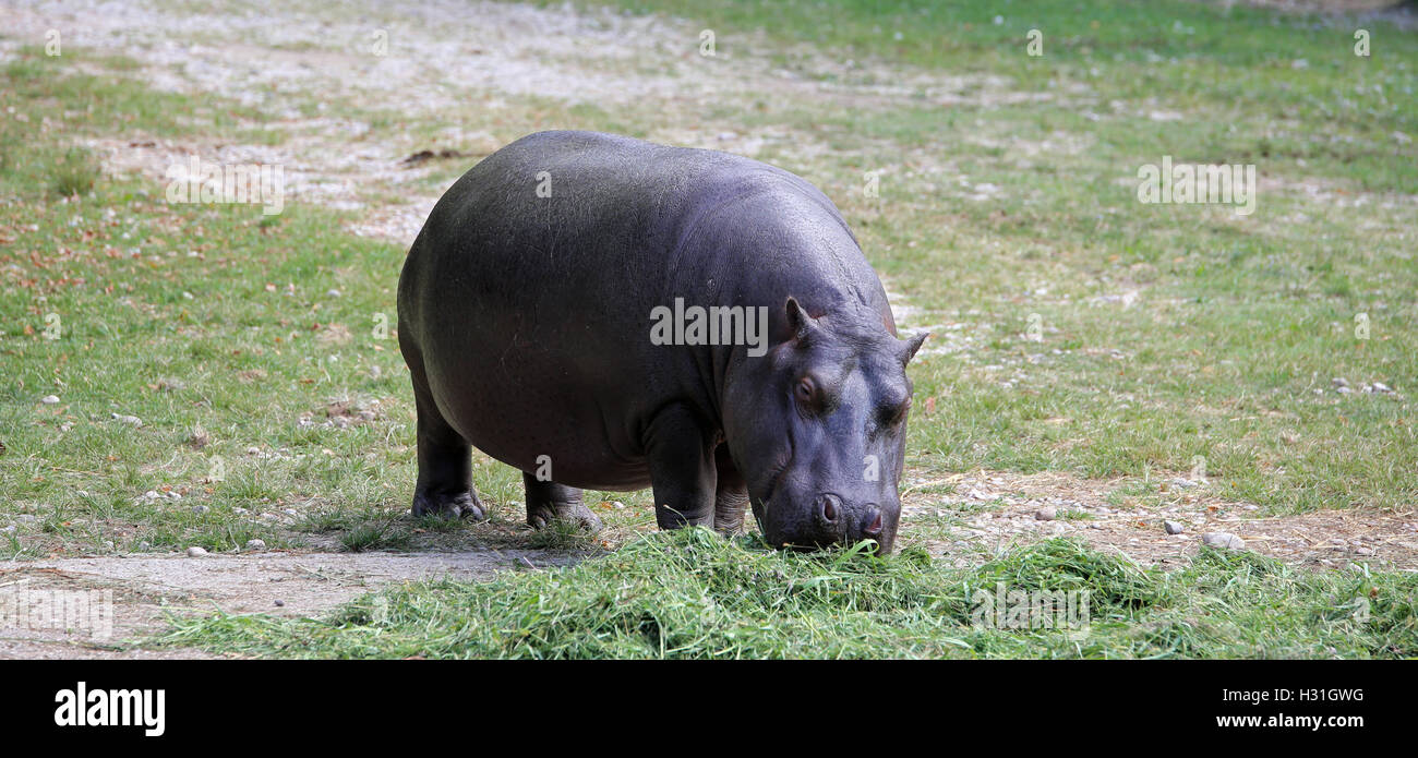 Small hippo ears hi-res stock photography and images - Alamy