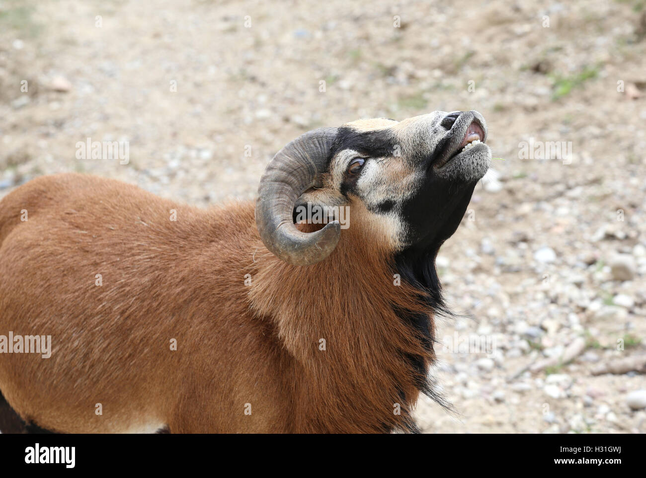 ram with big curved horns while smiling with white teeth Stock Photo ...