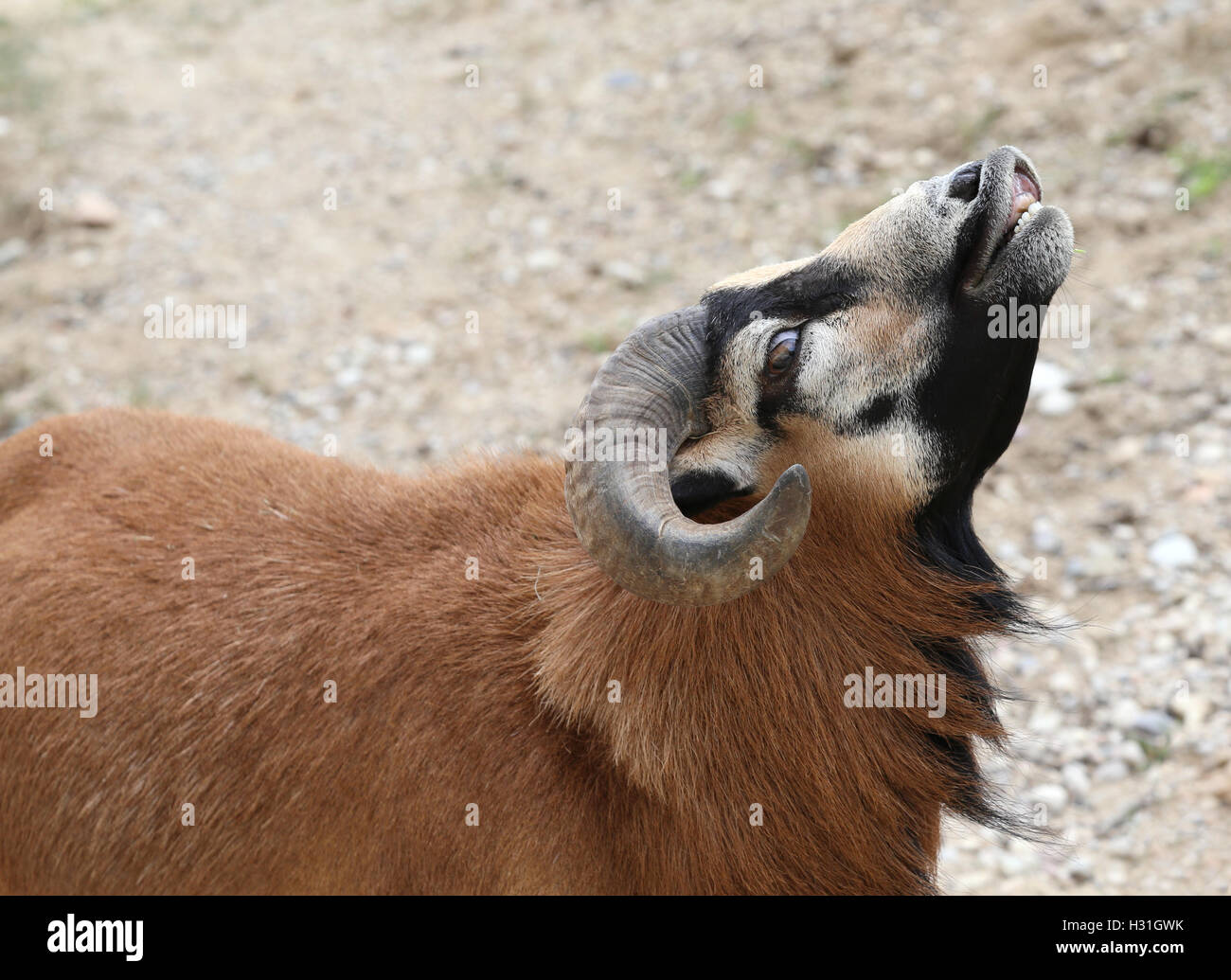 Aries with curved horns smiling Stock Photo - Alamy