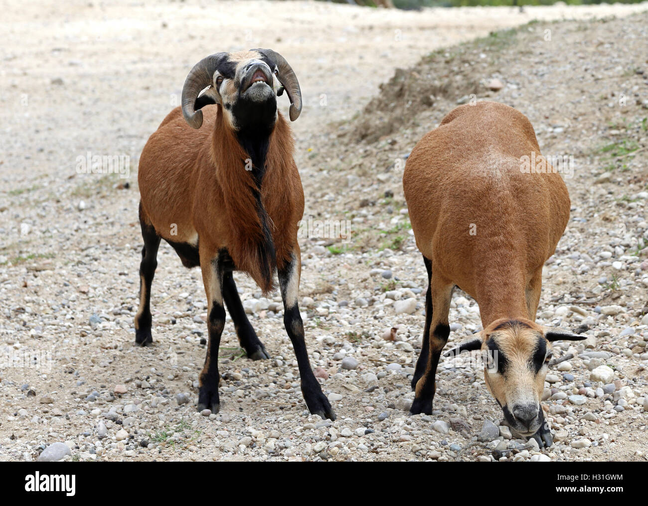 Couple male female sheep hi-res stock photography and images - Alamy