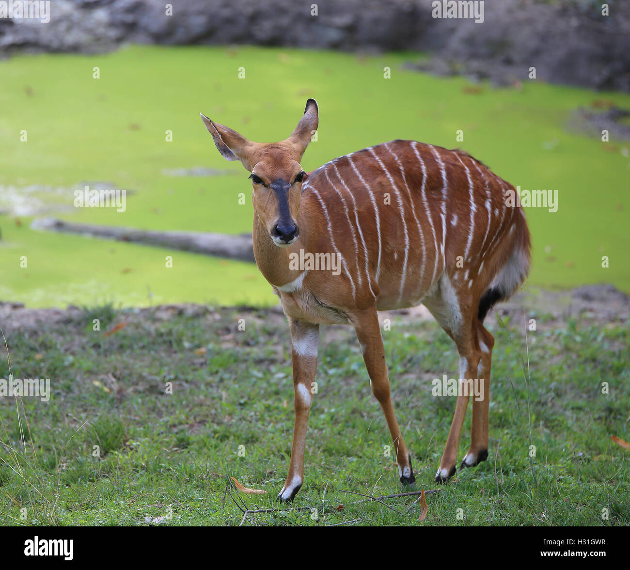female nyala grazing with brown fur streaked with white stripes Stock ...