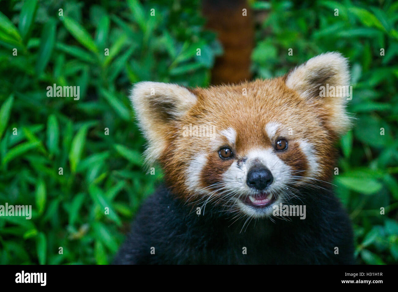 Red panda close up hi-res stock photography and images - Alamy