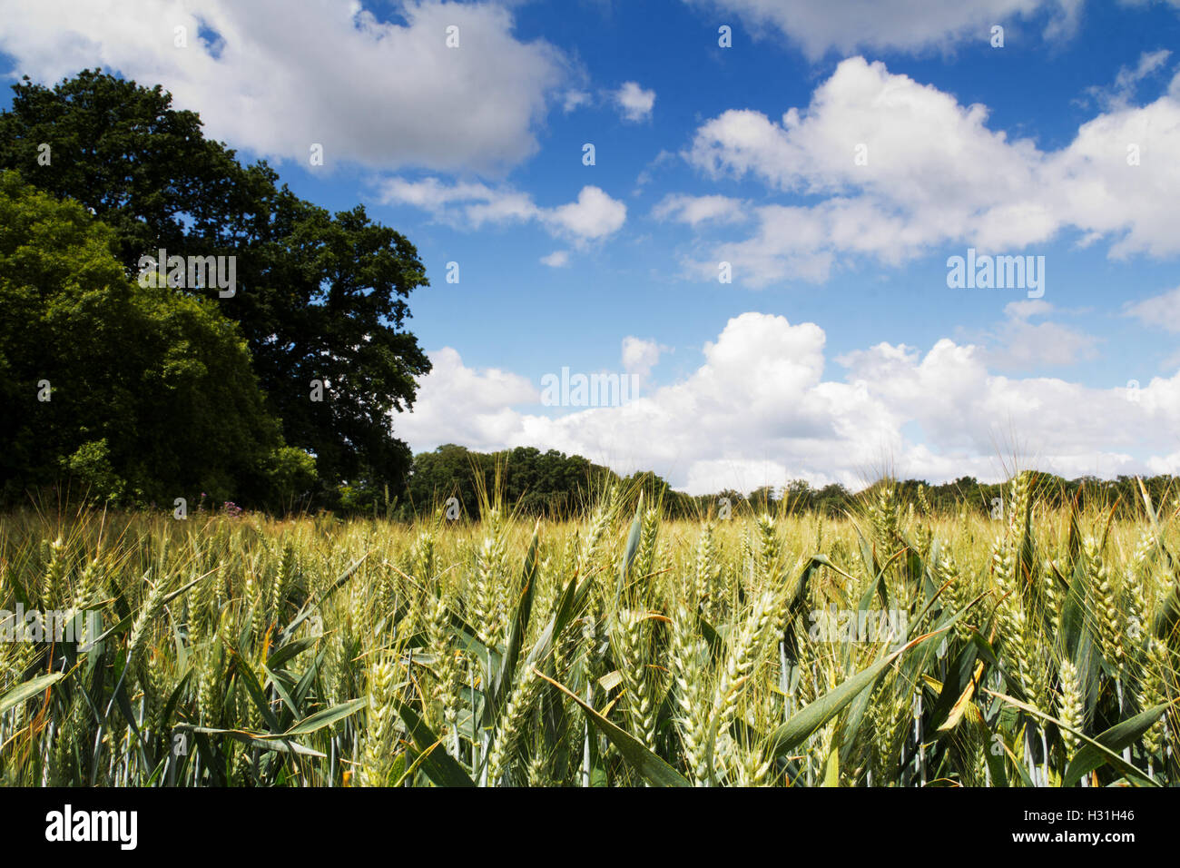 Wheat growing in a field in the Chilterns, England Stock Photo - Alamy