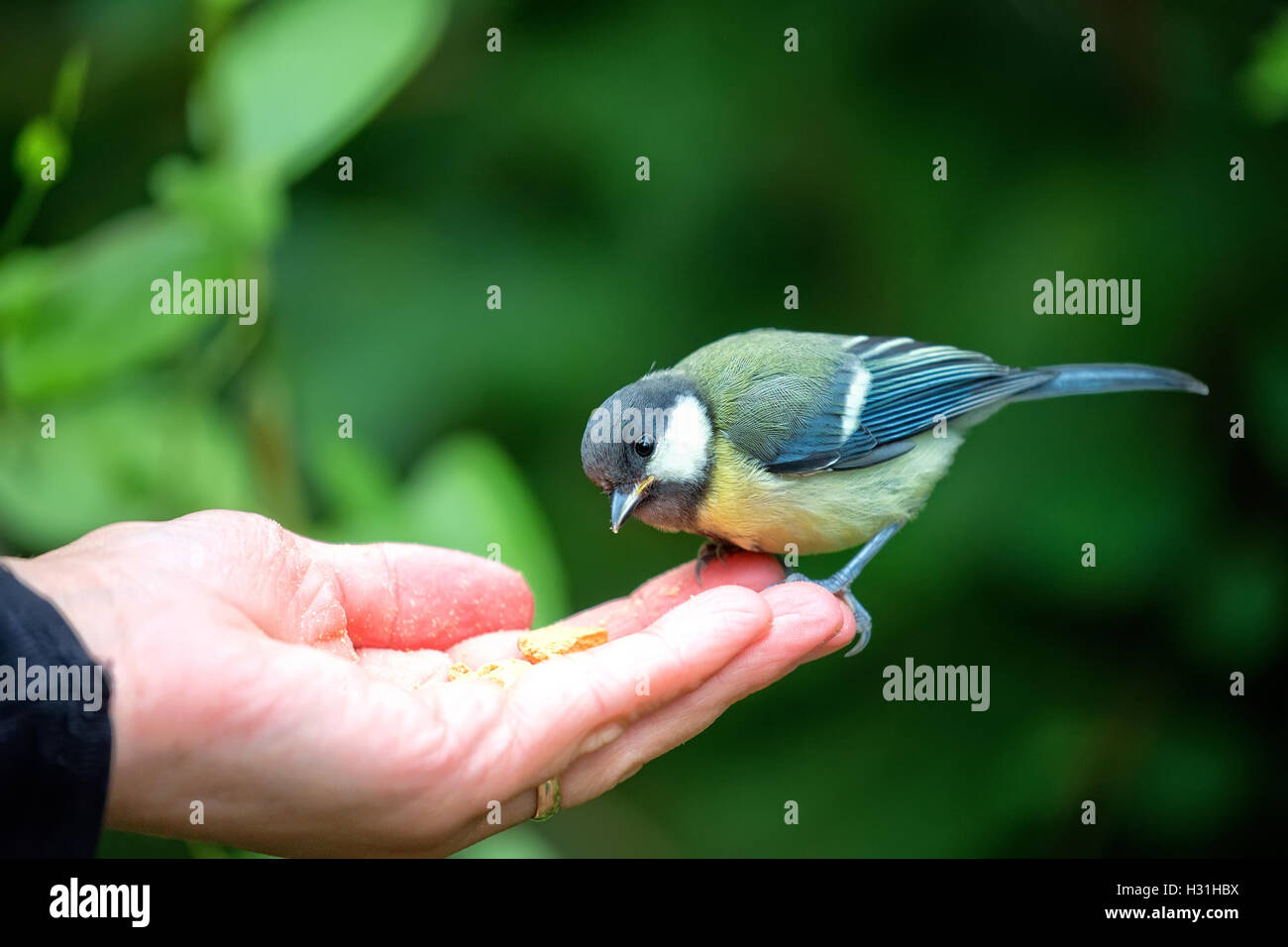 Tit eating from hand in the forest in the wild Stock Photo - Alamy