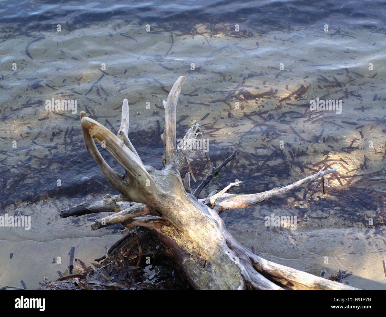 Splintered driftwood log hi-res stock photography and images - Alamy