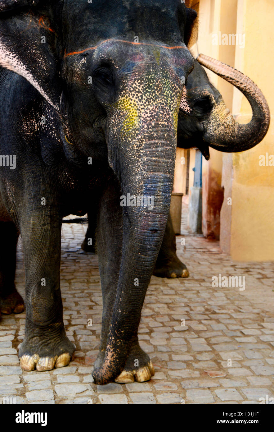 Asian Elephant at Amber fort in Jaipur Rajasthan,India Stock Photo - Alamy