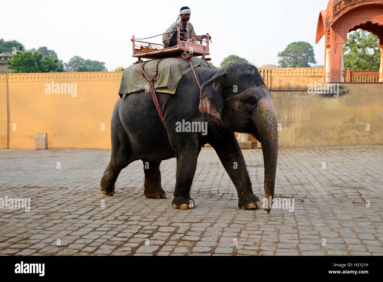 Mahout riding decorated Indian Elephant at Amer fort Stock Photo - Alamy