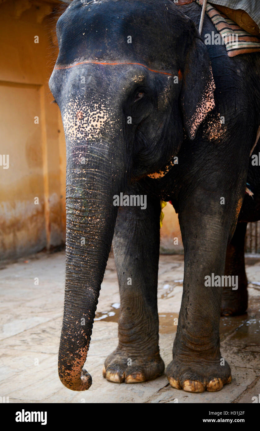Face close-up of Elephant Stock Photo - Alamy