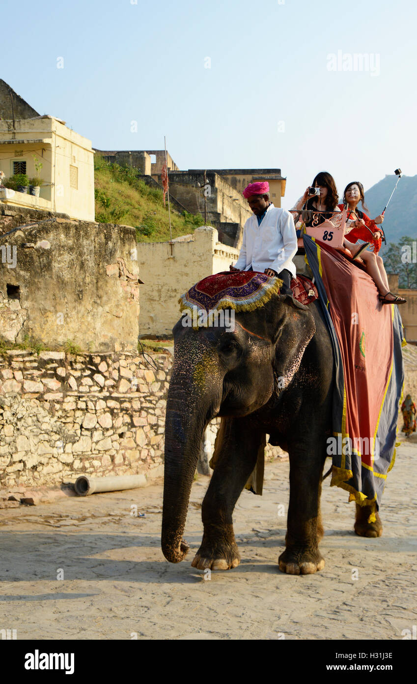 Mahout riding decorated Indian Elephant at Amer fort Stock Photo - Alamy