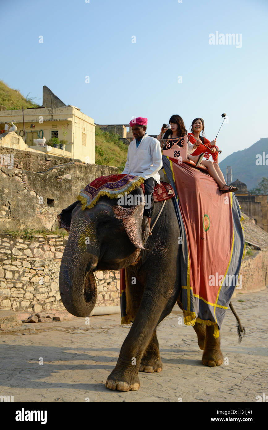 Mahout riding decorated Indian Elephant at Amer fort Stock Photo - Alamy