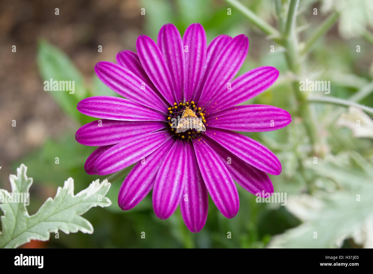 A really small butterfly on a flower Stock Photo - Alamy