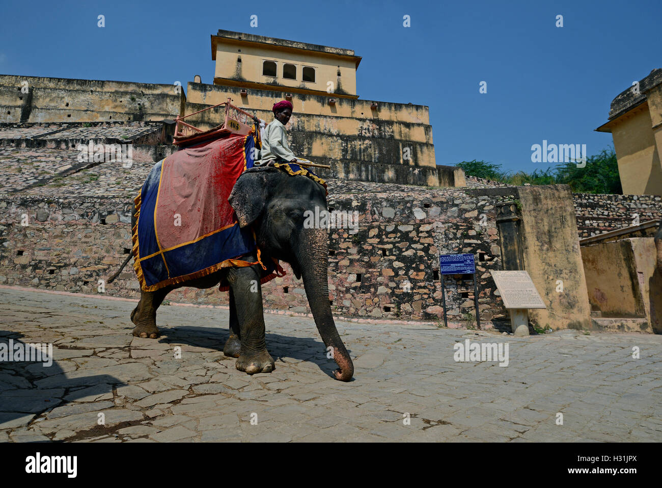 Mahout riding decorated Indian Elephant at Amer fort Stock Photo - Alamy