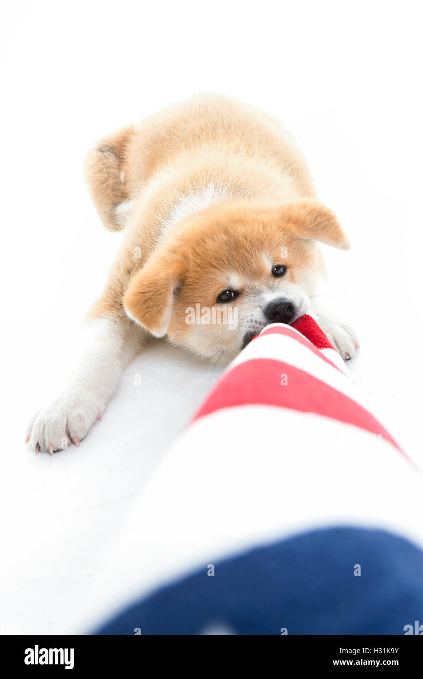White akita dog hi-res stock photography and images - Alamy