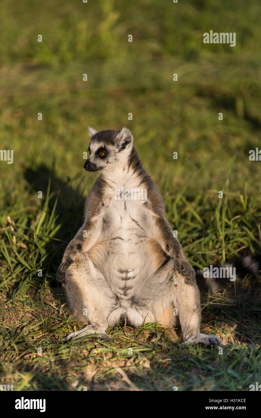 Lemur catta maki madagascar sitting hi-res stock photography and images ...
