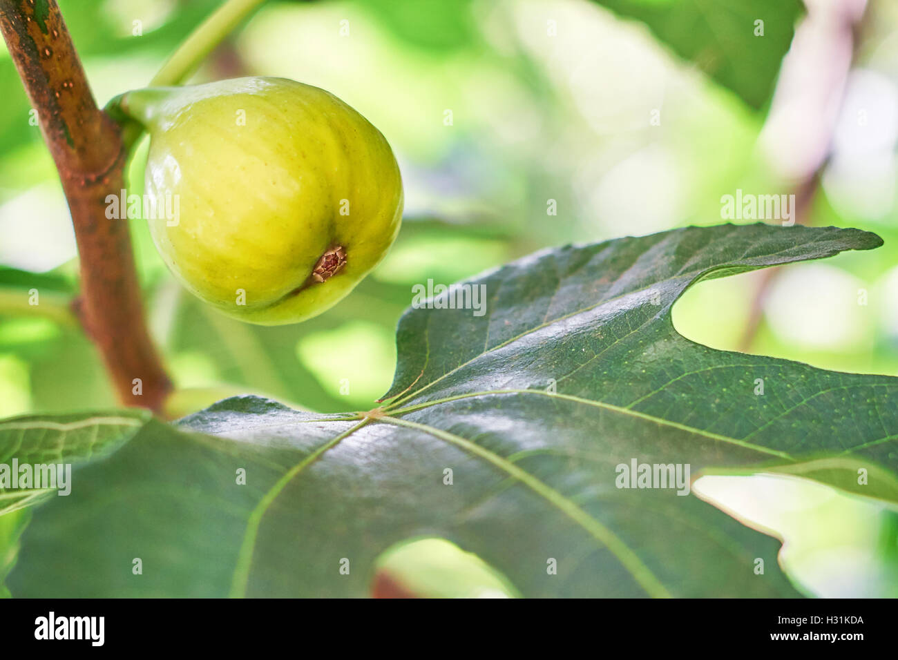 Fig tree leaves hi-res stock photography and images - Alamy