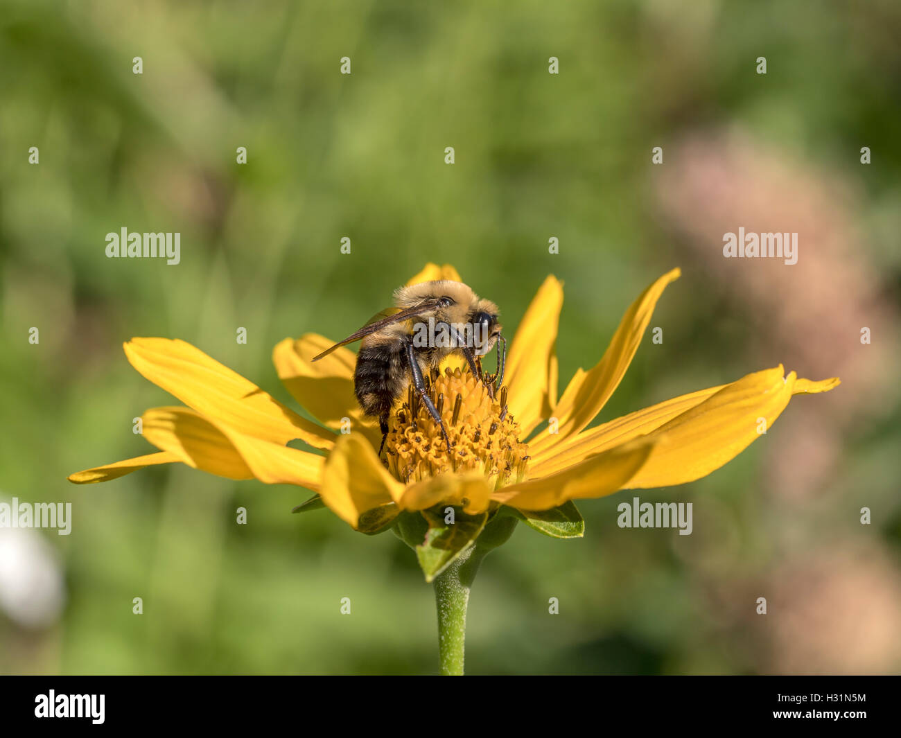 bumblebee, also written bumble bee, is any member of the bee genus ...