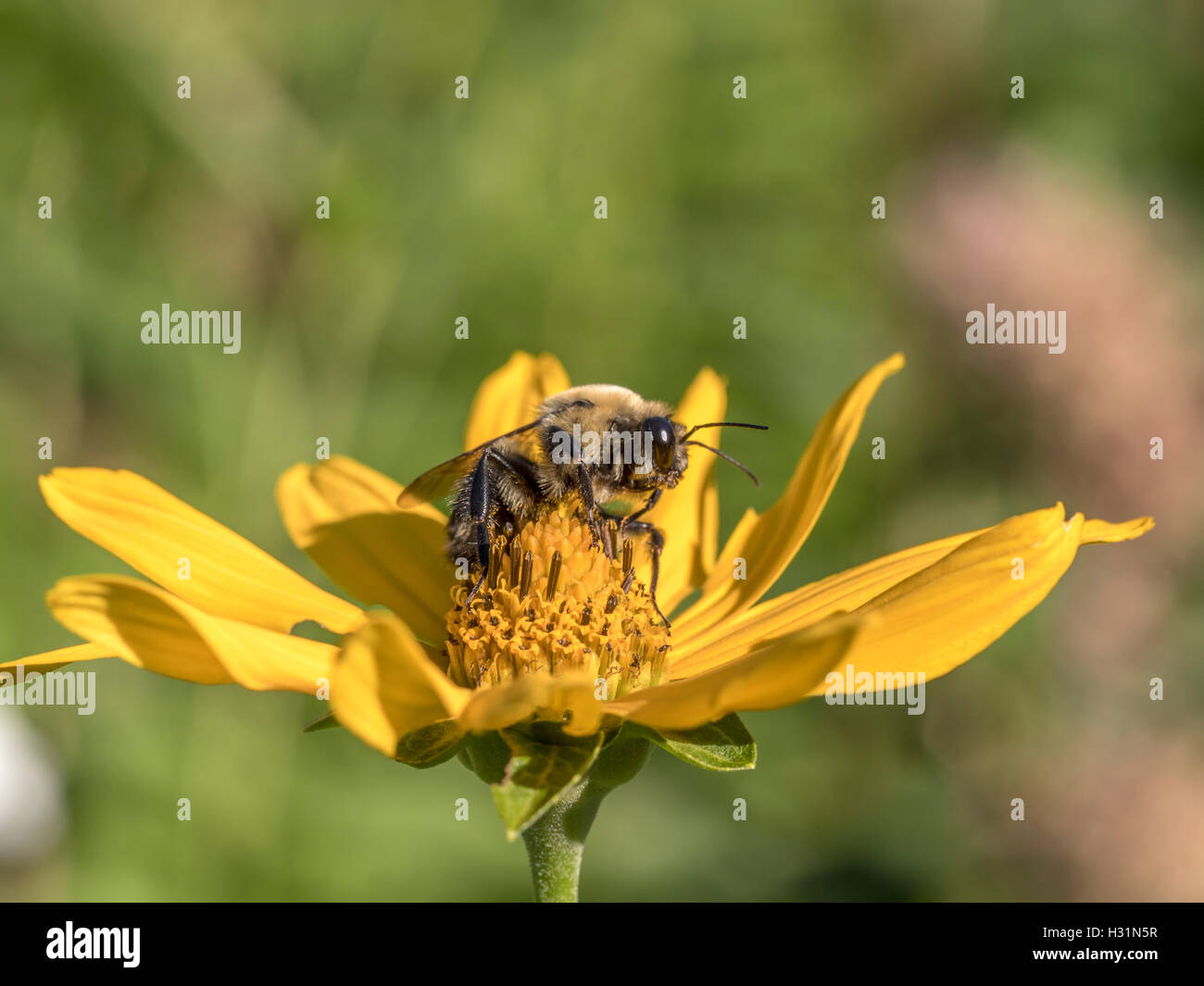 bumblebee, also written bumble bee, is any member of the bee genus ...