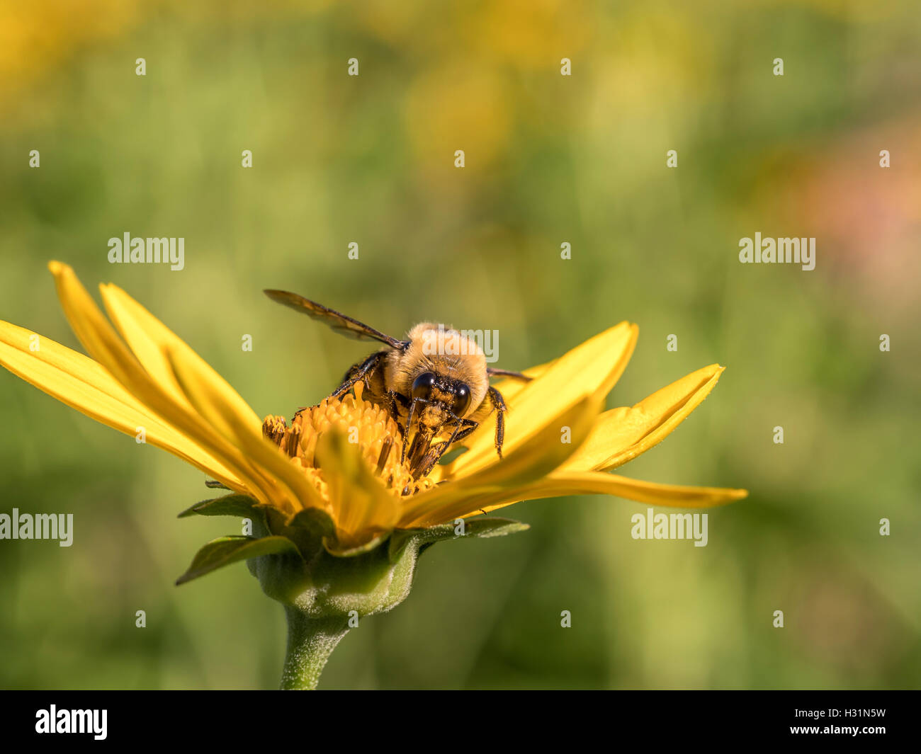 bumblebee, also written bumble bee, is any member of the bee genus ...