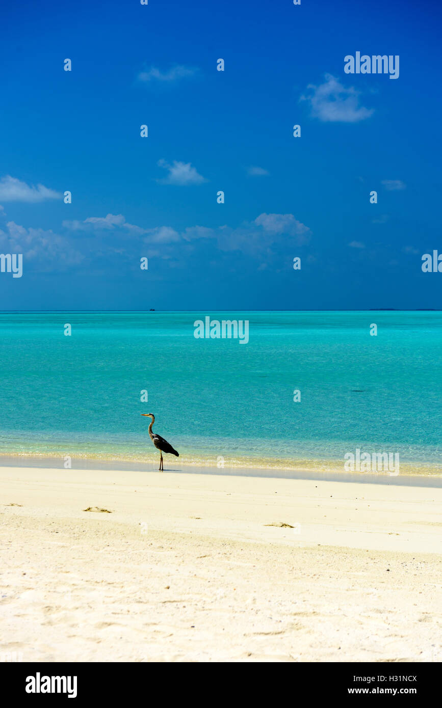 Eriyadhoo hi-res stock photography and images - Alamy
