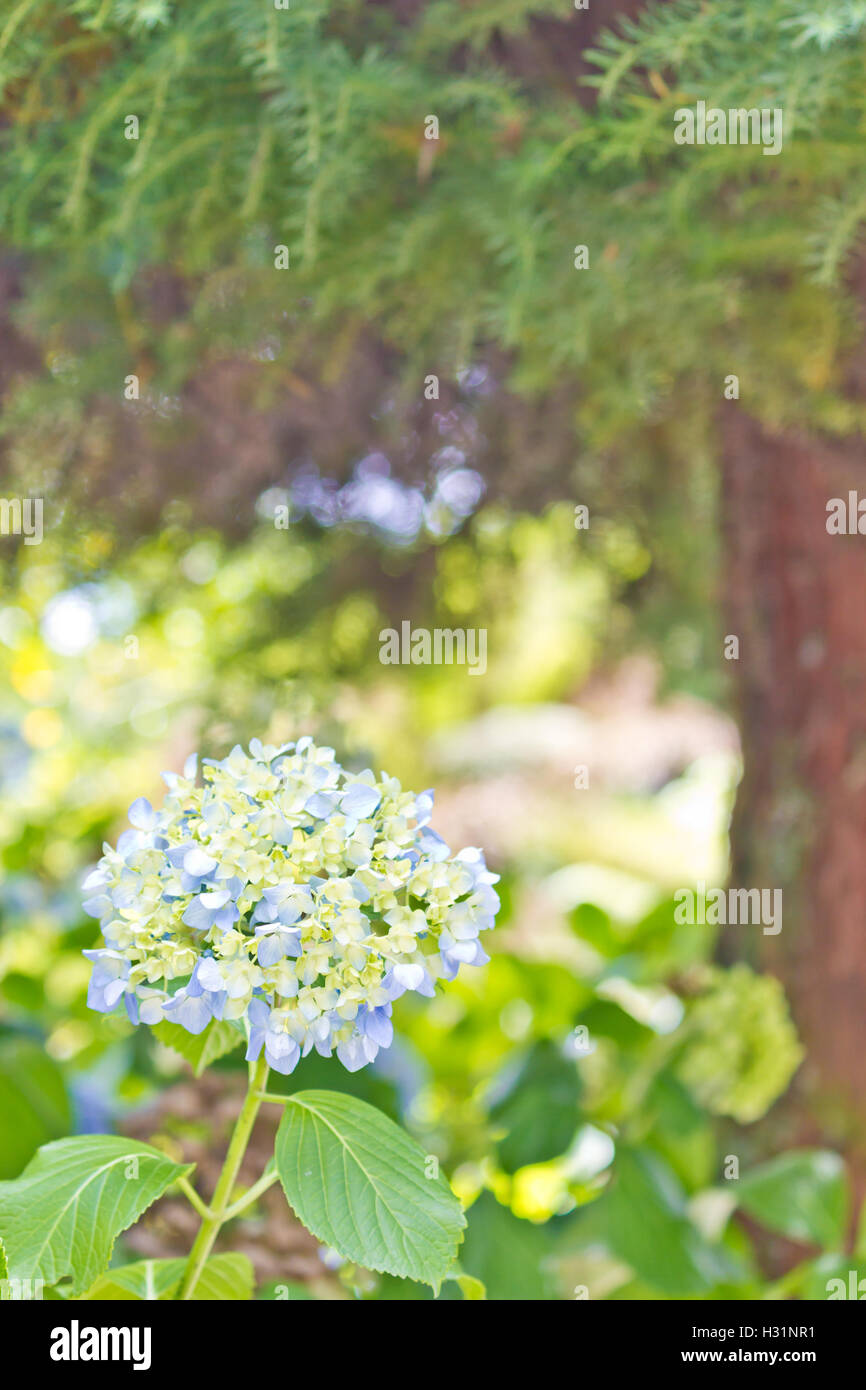 Blue Hydrangea garden with green leaves at lago negro park Stock Photo ...