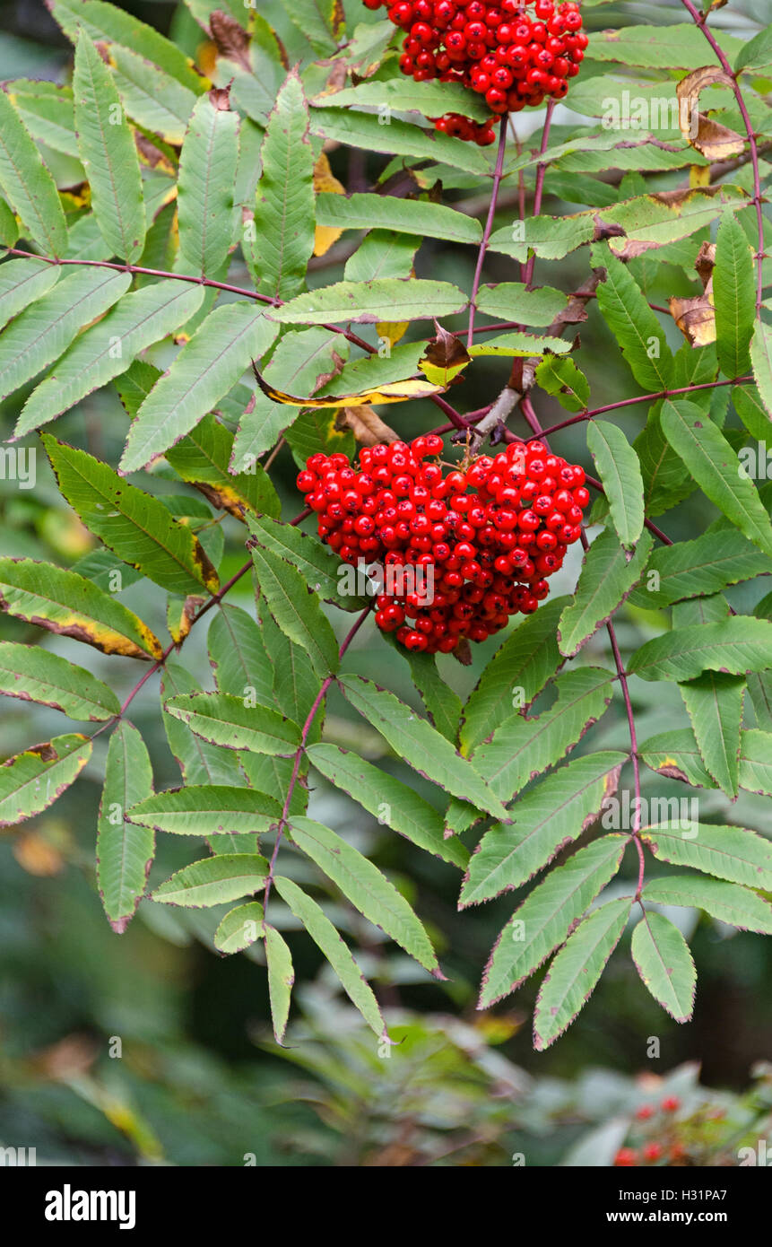 Mountain ash with berries hi-res stock photography and images - Alamy