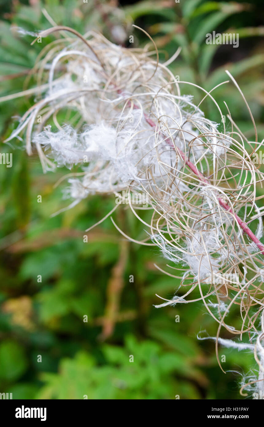 Fireweed angustifolium seed hi-res stock photography and images - Alamy