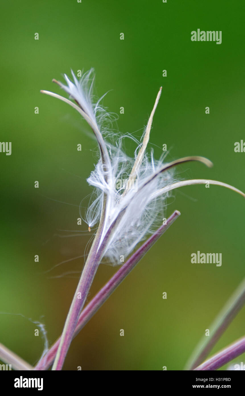 Fireweed angustifolium seed hi-res stock photography and images - Alamy