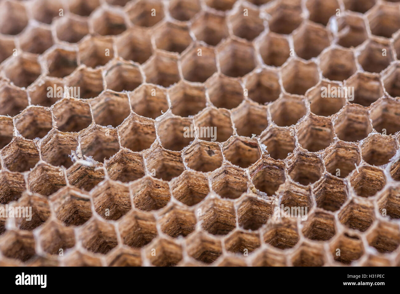 Nest tunnels hi-res stock photography and images - Alamy