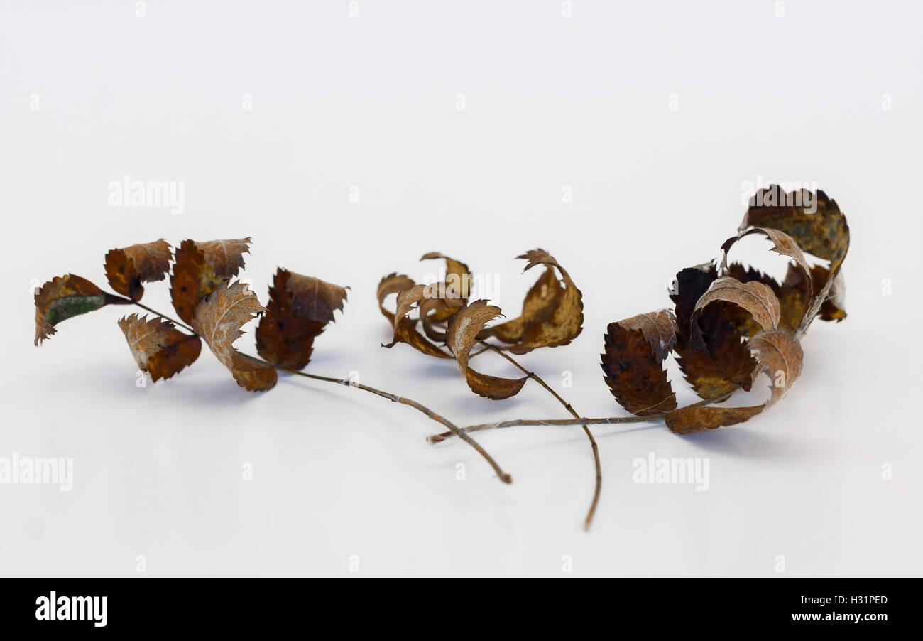 Dry curled leaves hi-res stock photography and images - Alamy