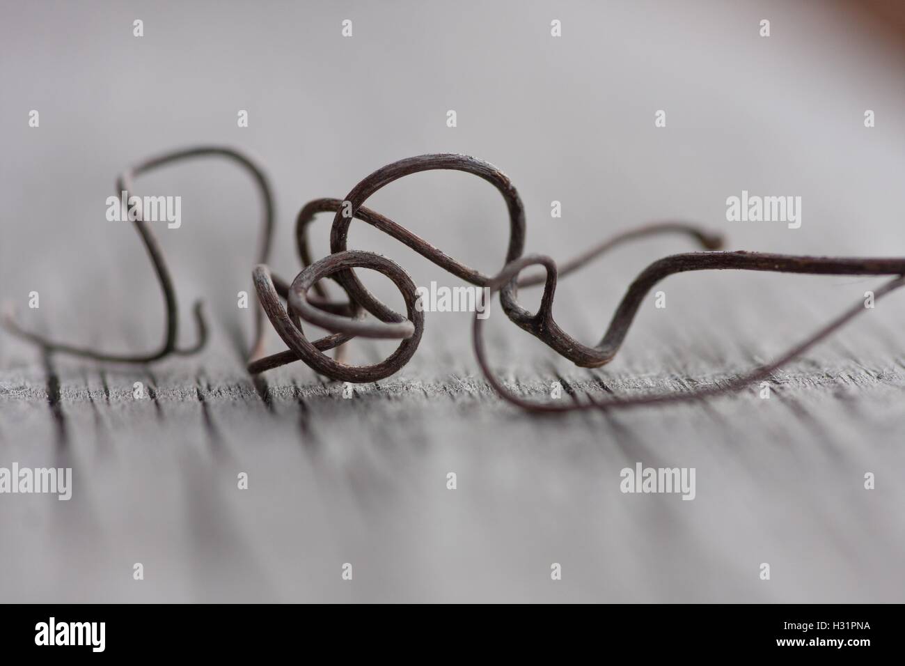 Curled twigs hi-res stock photography and images - Alamy