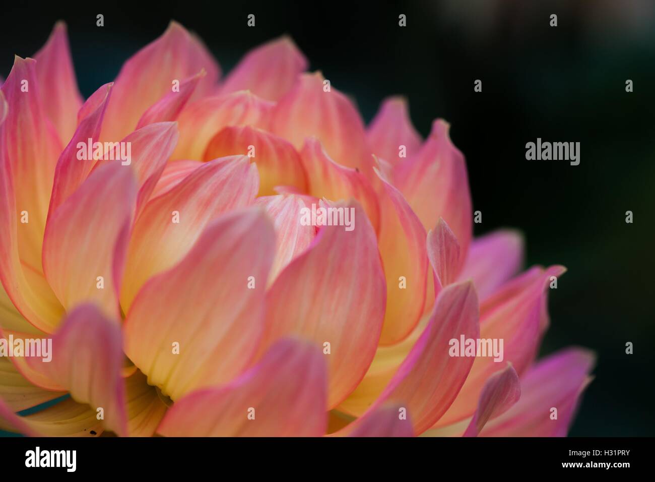 Pink peony with dark background Stock Photo - Alamy